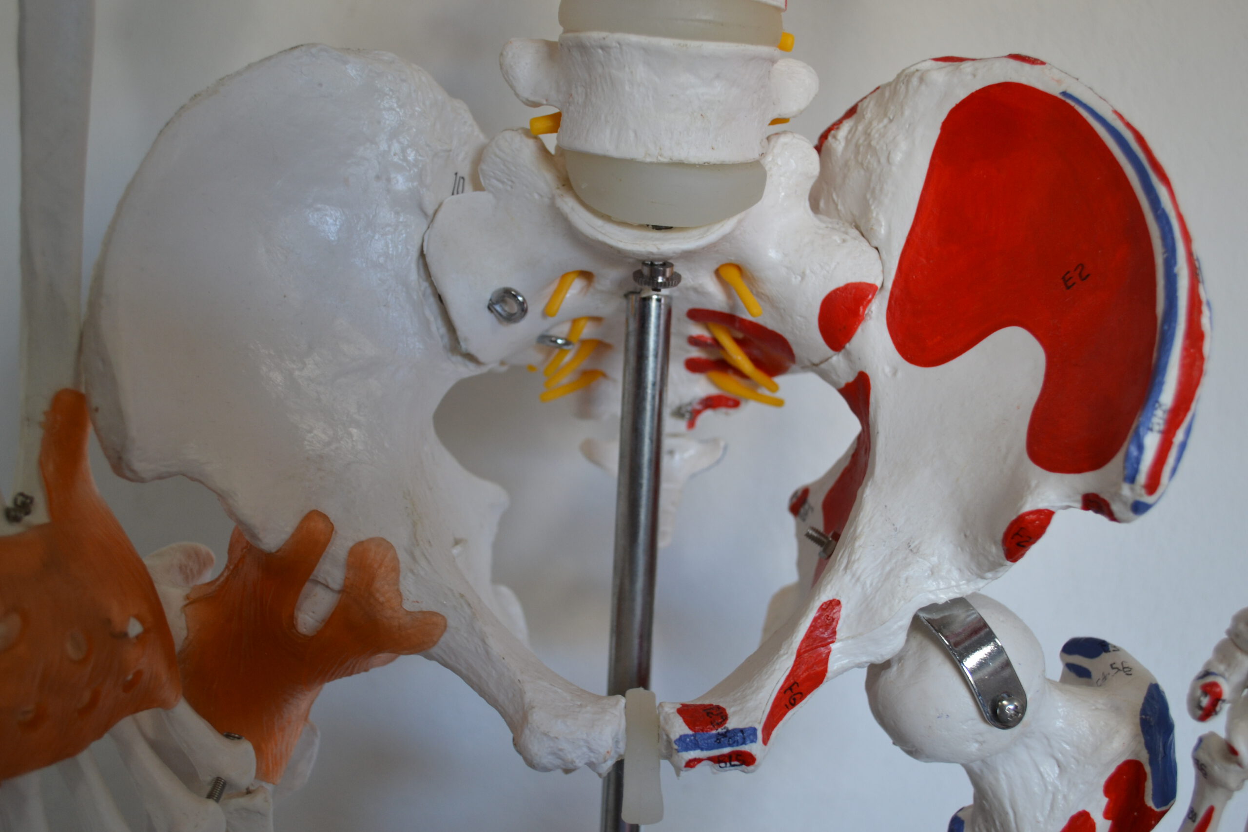 DAS BECKEN- eine kleine anatomsiche Einführung - Physio Bosse