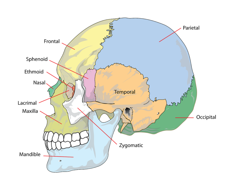 DER SCHÄDEL- eine kleine anatomische Einführung - Physio Bosse